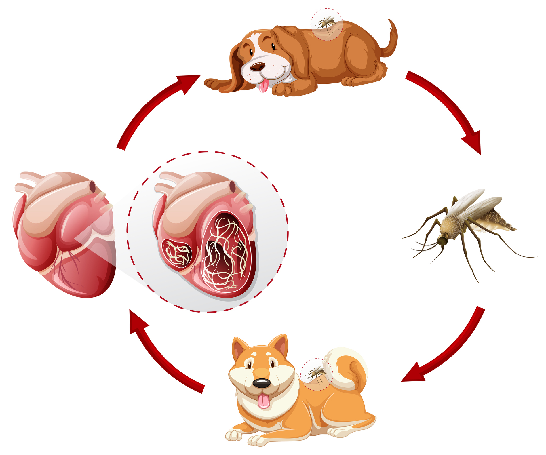 The Basics of Heartworm disease - Holistic Veterinary Care - Oakland, CA
