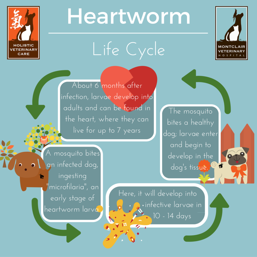 The Basics of Heartworm disease - Holistic Veterinary Care - Oakland, CA